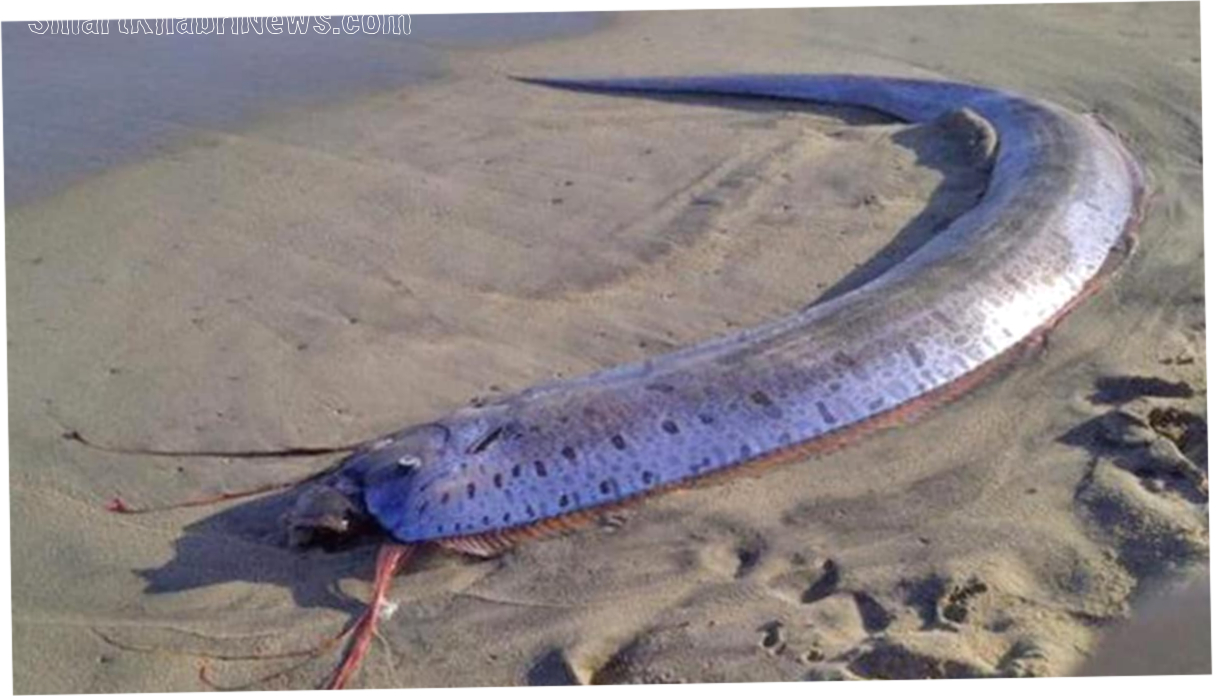 The Mysterious Oarfish: A Harbinger of Disaster or a Climate Oddity ...